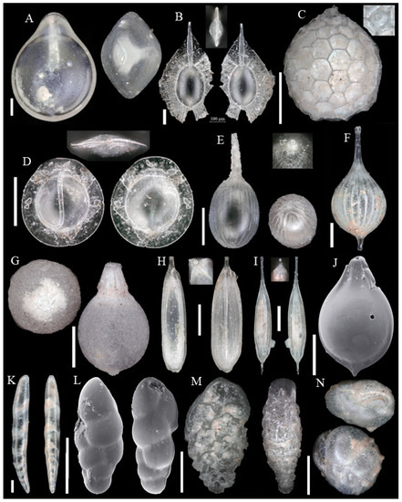 Diversity | Free Full-Text | Benthic Foraminifera Diversity of the ...