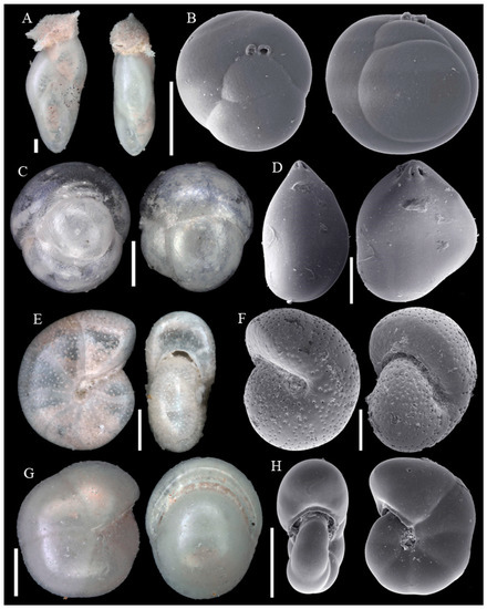 Diversity | Free Full-Text | Benthic Foraminifera Diversity of the ...
