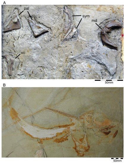 A Synoptic Review of the Cartilaginous Fishes (Chondrichthyes ...