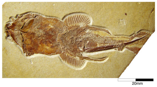 A Synoptic Review of the Cartilaginous Fishes (Chondrichthyes ...