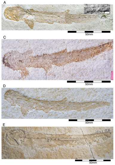 A Synoptic Review of the Cartilaginous Fishes (Chondrichthyes ...