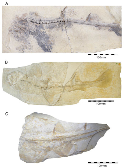 A Synoptic Review of the Cartilaginous Fishes (Chondrichthyes ...