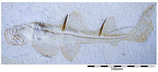 Diversity | Free Full-Text | A Synoptic Review of the Cartilaginous ...