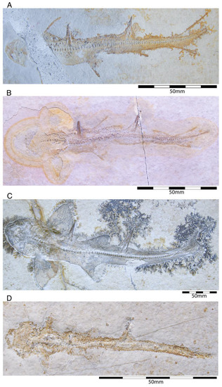 A Synoptic Review of the Cartilaginous Fishes (Chondrichthyes ...
