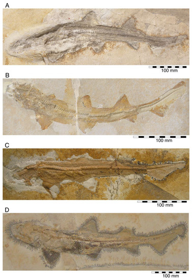 A Synoptic Review of the Cartilaginous Fishes (Chondrichthyes ...
