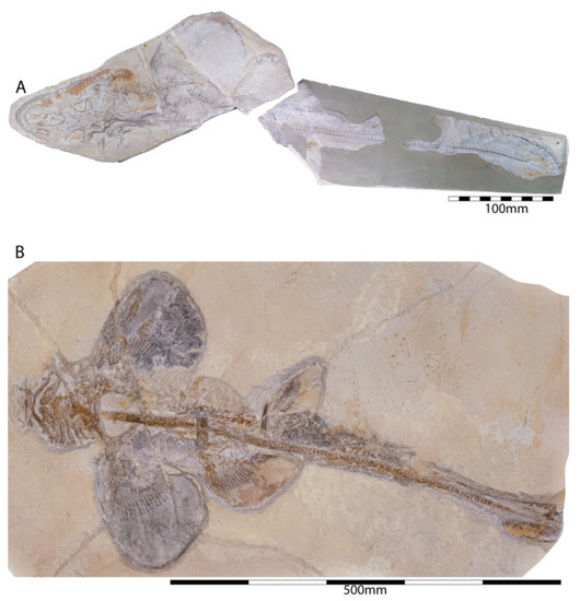 Diversity | Free Full-Text | A Synoptic Review of the Cartilaginous ...