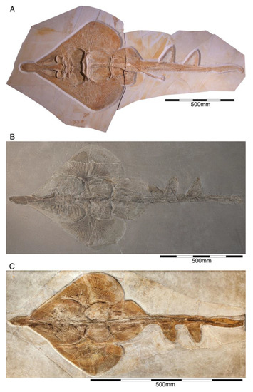 Diversity | Free Full-Text | A Synoptic Review of the Cartilaginous ...