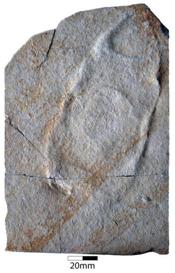 Diversity | Free Full-Text | A Synoptic Review of the Cartilaginous ...