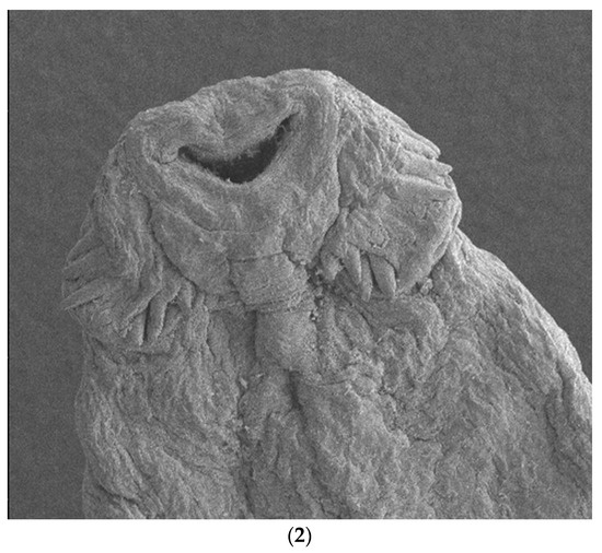 Occurrence of Gastrointestinal Parasites in Synanthropic Neozoan ...