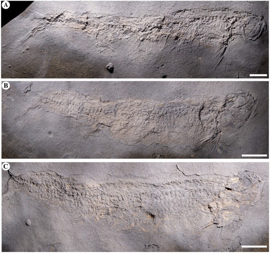 A New Genus and Species of †Cladocyclidae (Teleostei ...