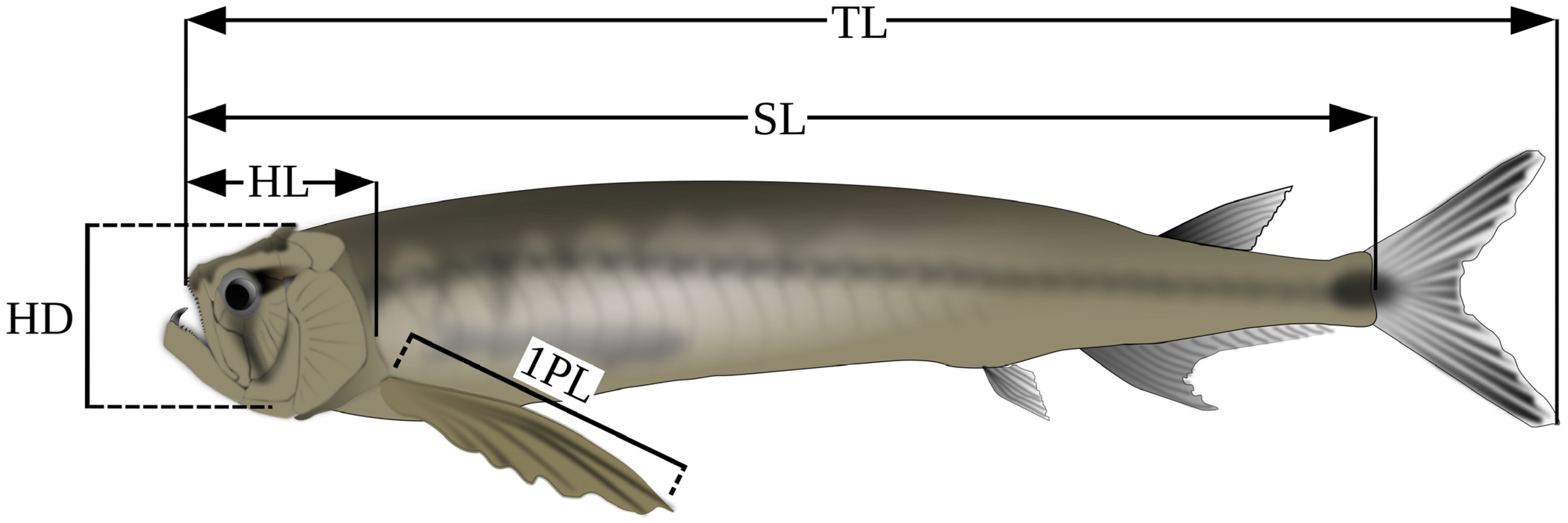 A New Genus and Species of †Cladocyclidae (Teleostei ...