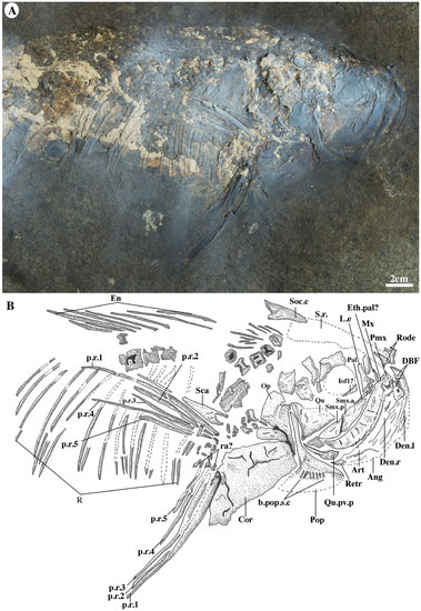 A New Genus and Species of †Cladocyclidae (Teleostei ...
