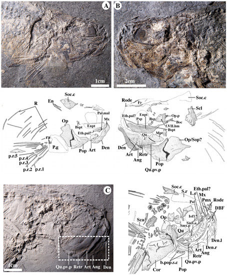 A New Genus and Species of †Cladocyclidae (Teleostei ...