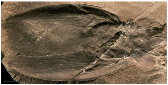 The Early History of Giant Cockroaches: Gyroblattids and Necymylacrids ...