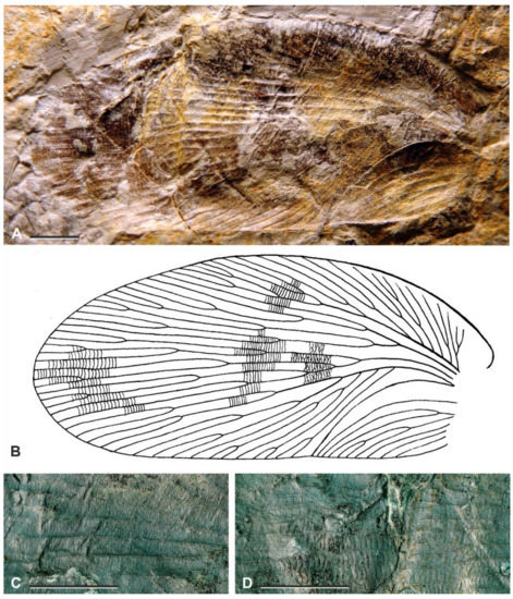 The Early History of Giant Cockroaches: Gyroblattids and Necymylacrids ...