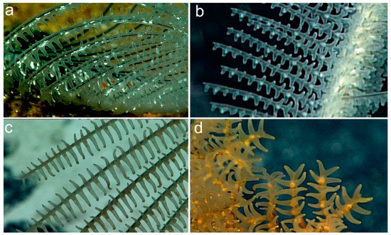 One of the Deepest Genera of Antipatharia: Taxonomic Position Revealed ...