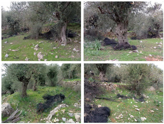 Entrapped in Olive-Harvesting Nets: A Case of a Grass Snake Natrix ...