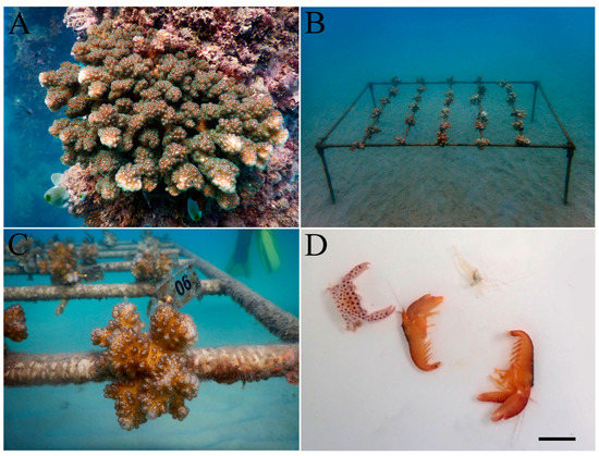 Density and Bleaching of Corals and Their Relationship to the Coral ...
