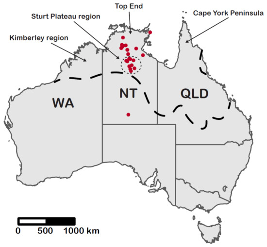 Unrecognised Ant Megadiversity in Monsoonal Australia: The Tetramorium ...