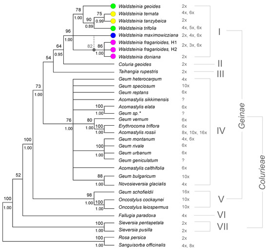 Waldsteinia within Geum s.l. (Rosaceae): Main Aspects of Phylogeny and ...
