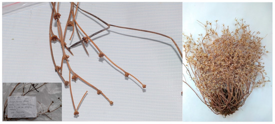 Ethnobotanical and Ethnopharmacological Study in the Bulgarian Mountain ...