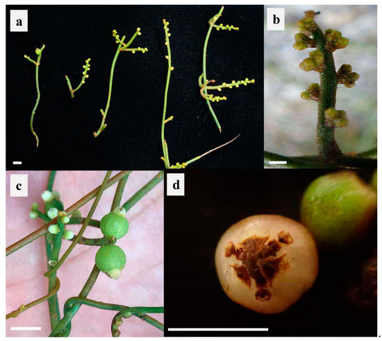 Diversity | Free Full-Text | Diverse Host Spectrum and the Parasitic ...