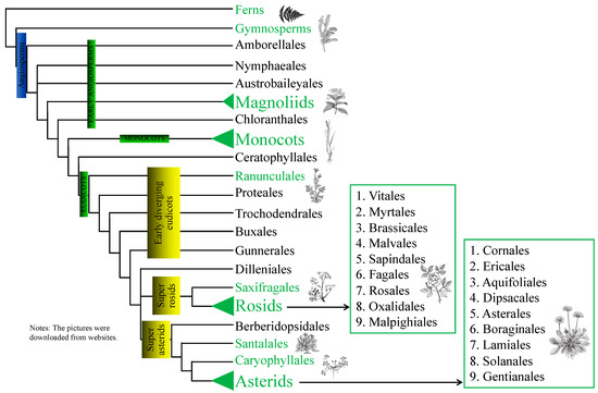 Diversity | Free Full-Text | Diverse Host Spectrum and the Parasitic ...