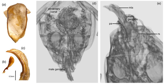 Combination of Morphometric and Morphological Analyses: An Effective ...