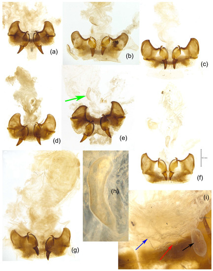 Combination of Morphometric and Morphological Analyses: An Effective ...
