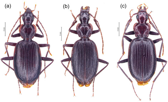 Combination of Morphometric and Morphological Analyses: An Effective ...