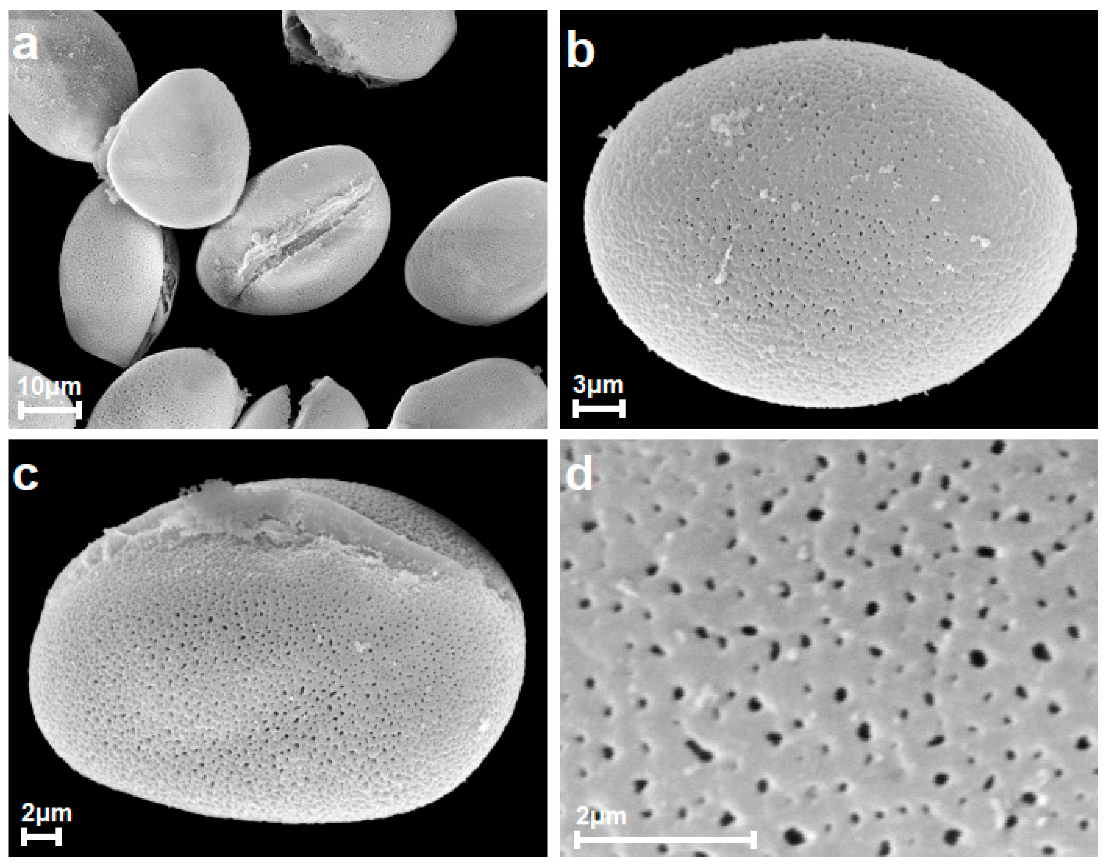 Pollen Grain Pollen Grain