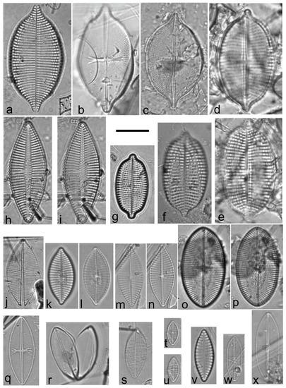 Epiphytic Diatoms from the Central Region of the Gulf of California ...