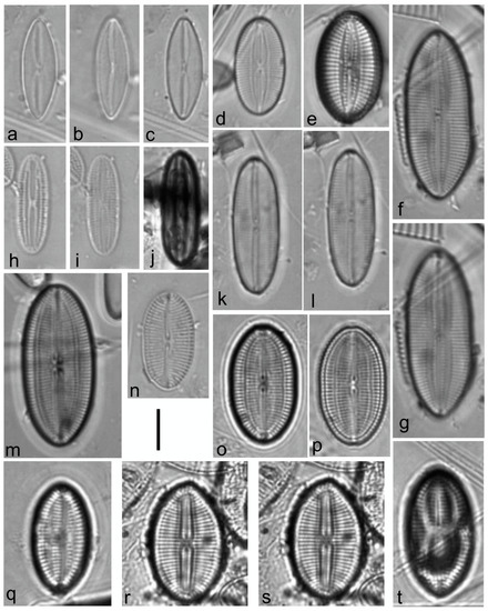 Epiphytic Diatoms from the Central Region of the Gulf of California ...