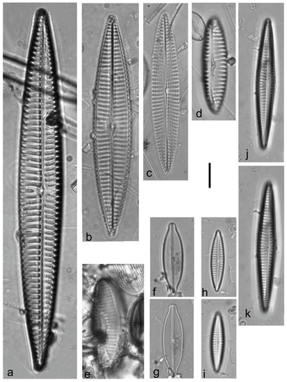 Epiphytic Diatoms from the Central Region of the Gulf of California ...