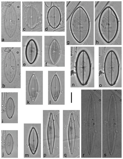 Epiphytic Diatoms from the Central Region of the Gulf of California ...