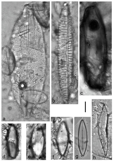 Epiphytic Diatoms from the Central Region of the Gulf of California ...