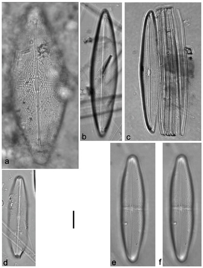 Epiphytic Diatoms from the Central Region of the Gulf of California ...