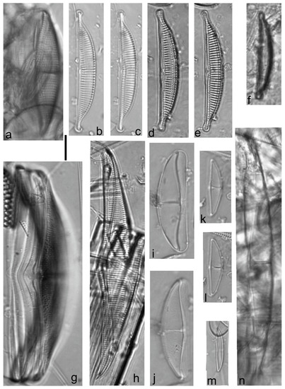 Epiphytic Diatoms from the Central Region of the Gulf of California ...
