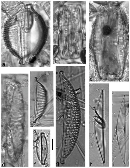 Epiphytic Diatoms from the Central Region of the Gulf of California ...