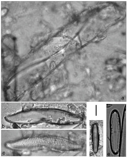 Epiphytic Diatoms from the Central Region of the Gulf of California ...