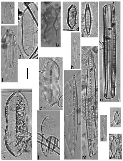 Epiphytic Diatoms from the Central Region of the Gulf of California ...