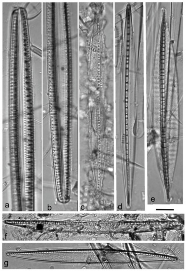 Epiphytic Diatoms from the Central Region of the Gulf of California ...