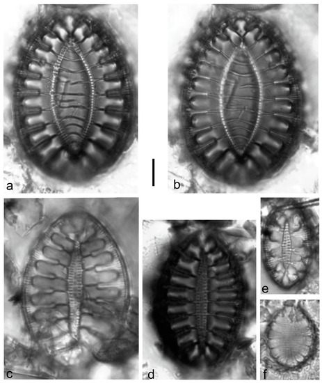 Epiphytic Diatoms from the Central Region of the Gulf of California ...