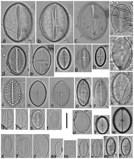 Epiphytic Diatoms from the Central Region of the Gulf of California ...