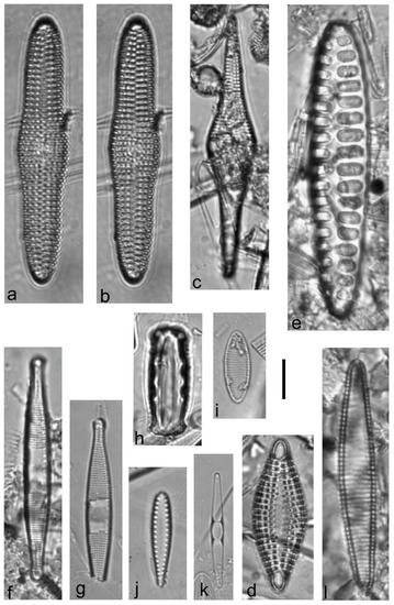 Epiphytic Diatoms from the Central Region of the Gulf of California ...