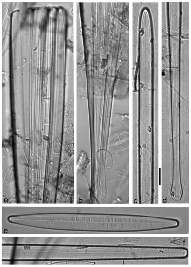 Epiphytic Diatoms from the Central Region of the Gulf of California ...