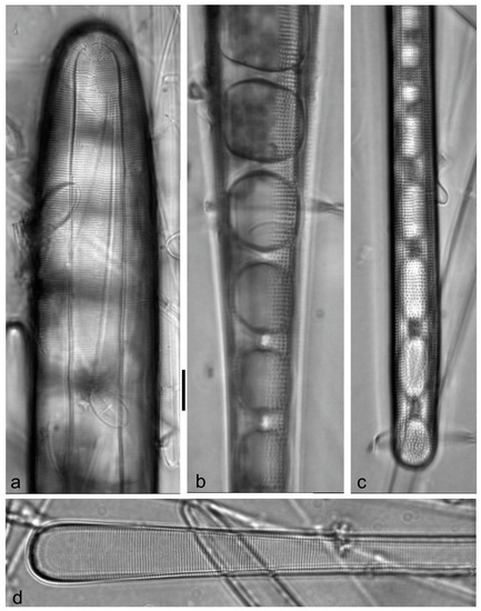 Epiphytic Diatoms from the Central Region of the Gulf of California ...