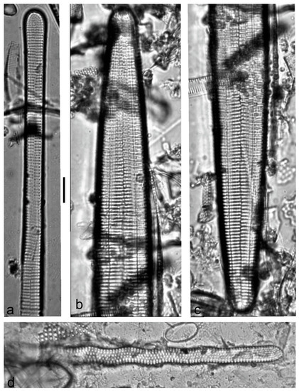 Epiphytic Diatoms from the Central Region of the Gulf of California ...