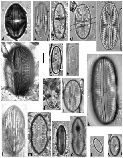 Epiphytic Diatoms from the Central Region of the Gulf of California ...