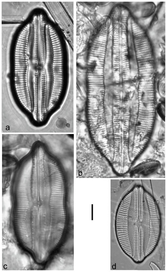 Epiphytic Diatoms from the Central Region of the Gulf of California ...